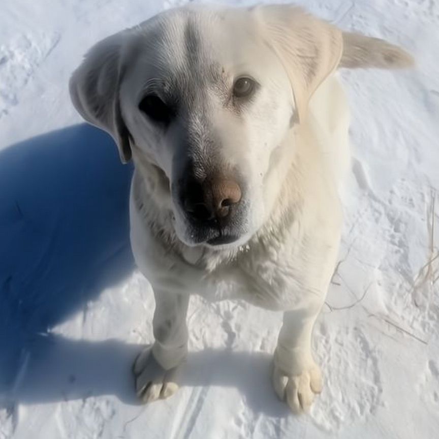 Лабрадор-ретривер, щенок