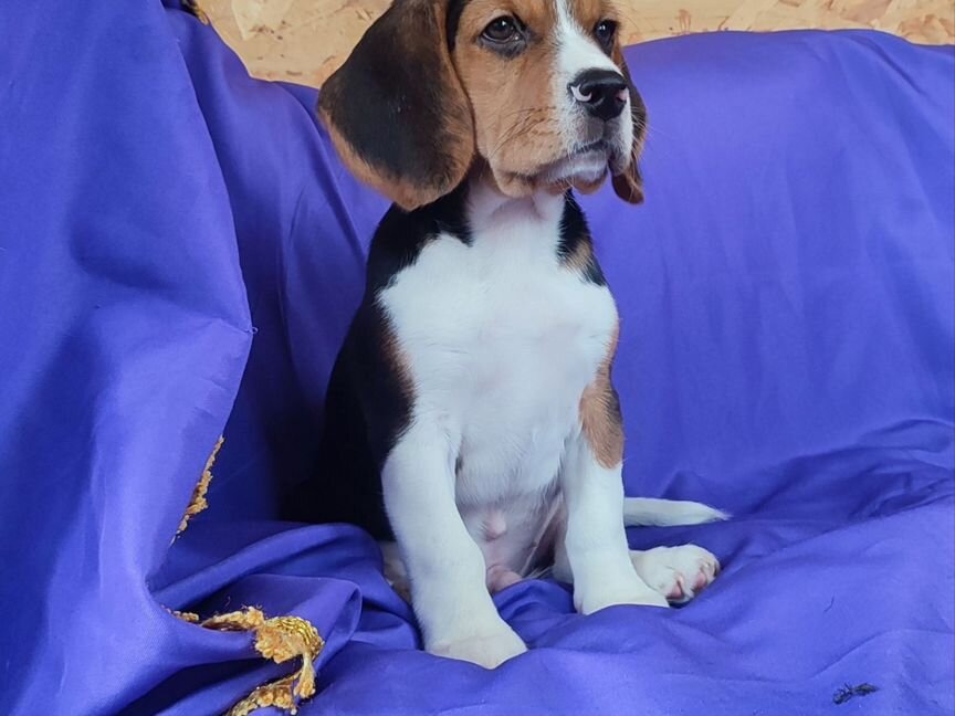 Щенки бигль