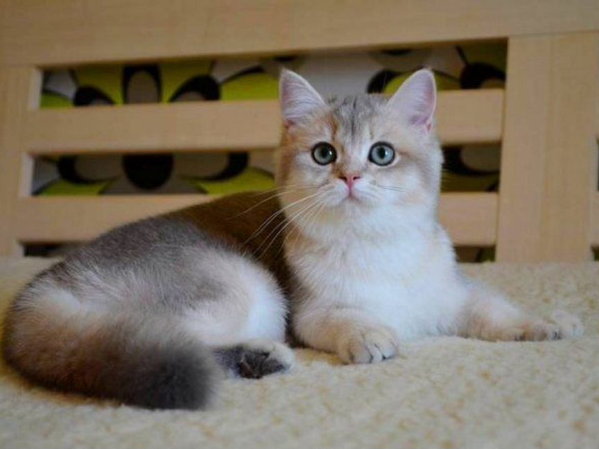 Котик золотой британский