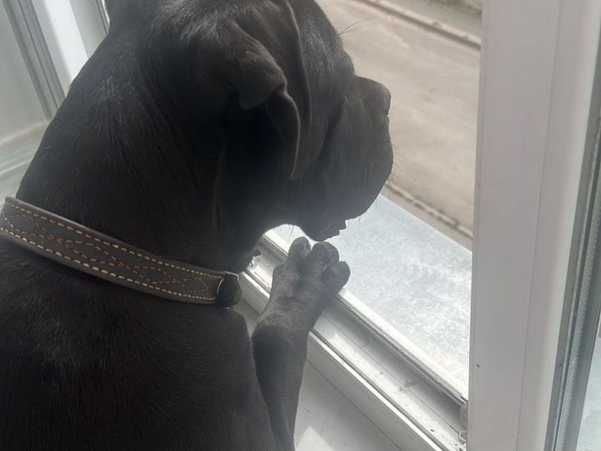 Кане корсо в добрые руки