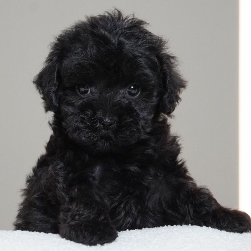 Мальтипу, щенок