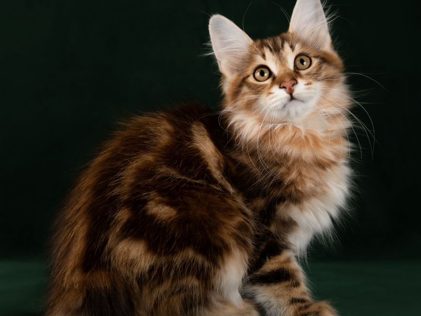 Кошки курильский бобтейл
