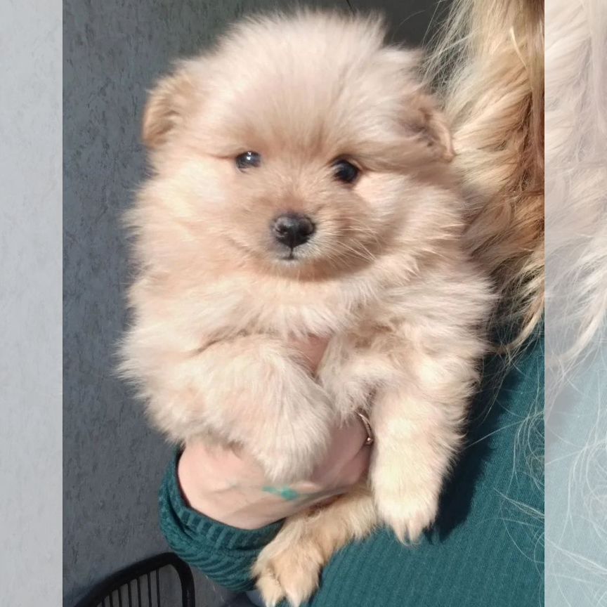 Померанский шпиц, щенок