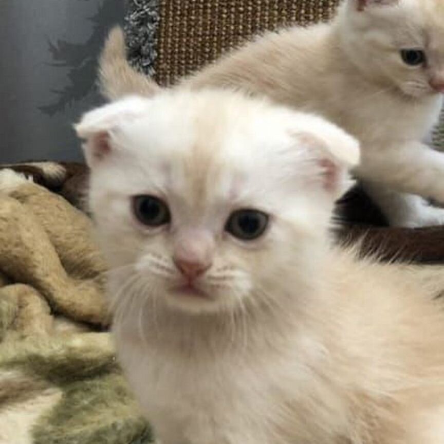 Шотландские котята