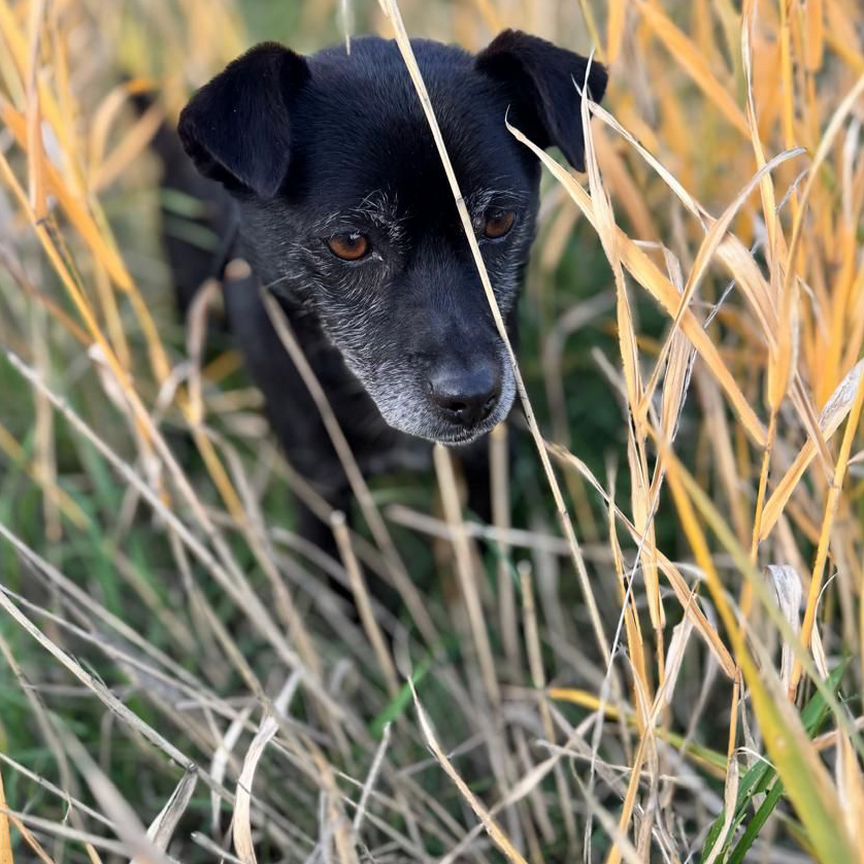 Взрослый пёс в добрые руки