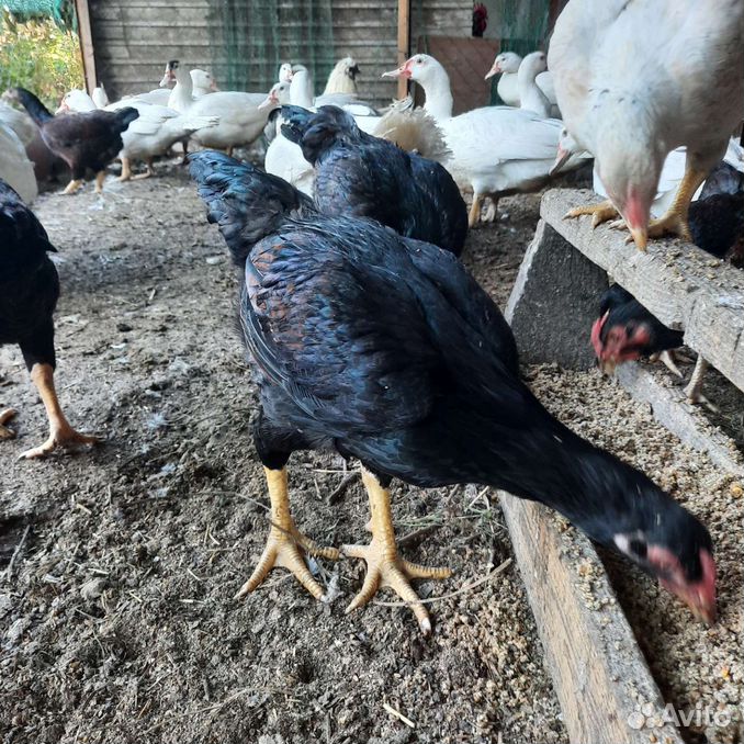 Петушки корниш молодые