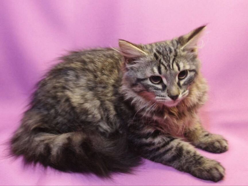 Пушистый котенок фенотип сибирской породы