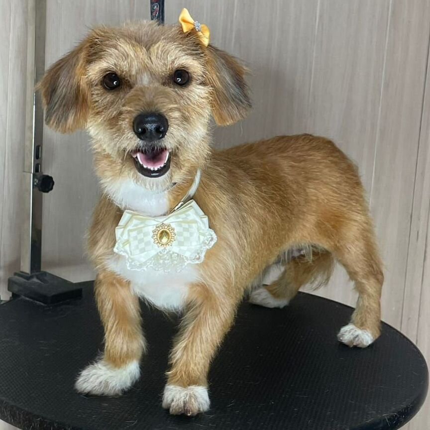 Ласковая собака ищет дом