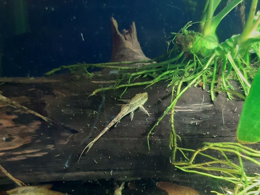 Стурисома панамская