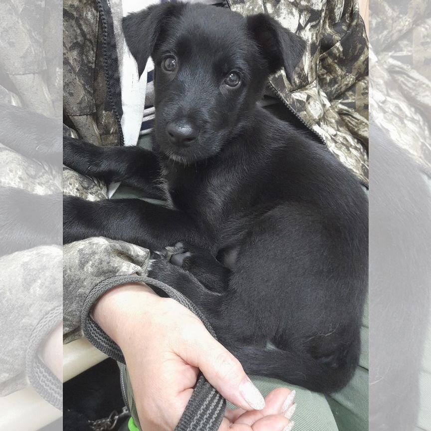 Бесплатно в добрые руки щенок