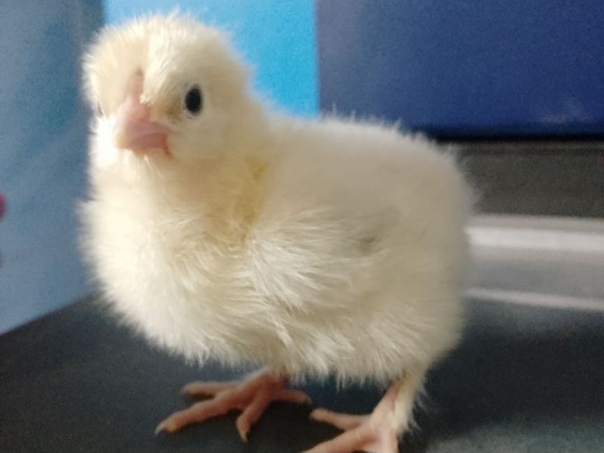 Цыплята несушки