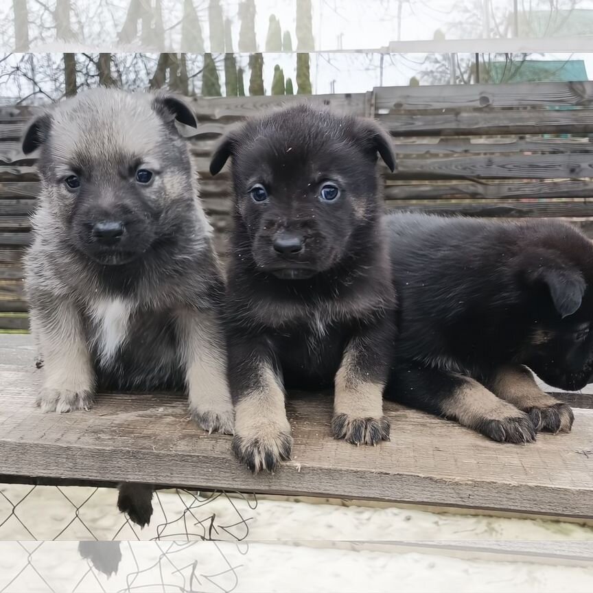 Щенок в добрые руки