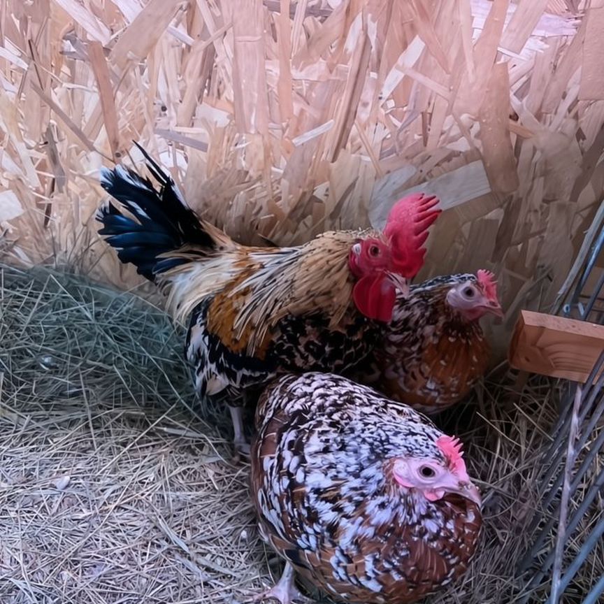 Цыплята бентамок