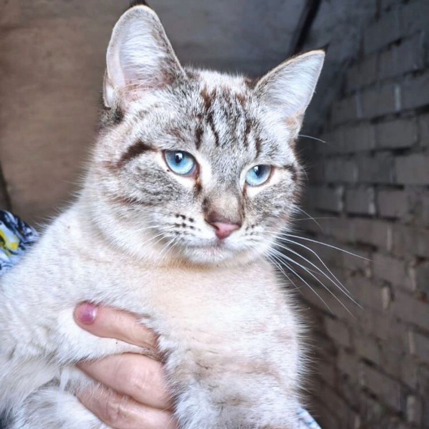Кот в ответственные руки