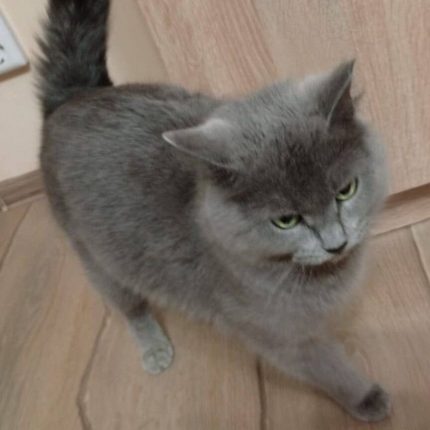 Спокойная уютная кошка
