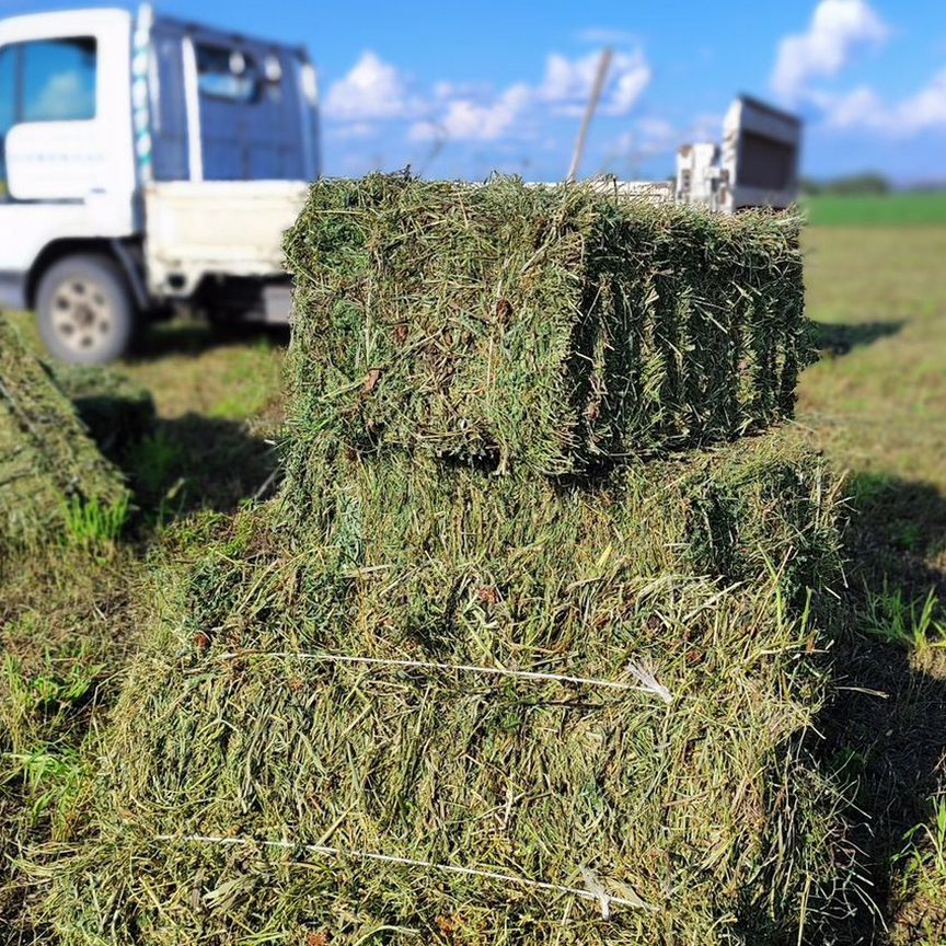 Сено люцерны в тюках