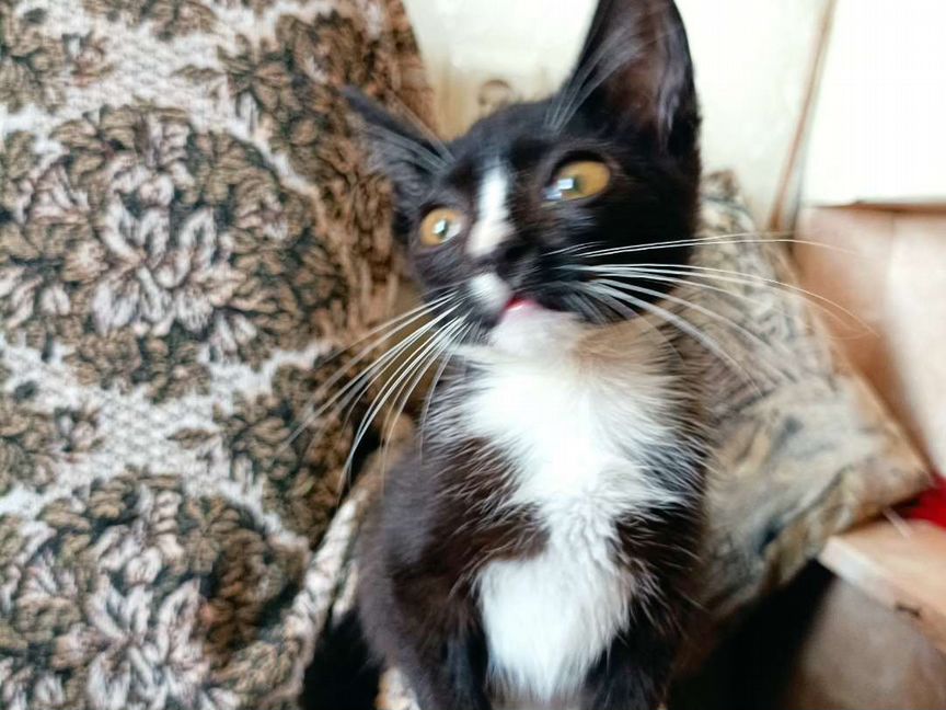 Котёнок 2 месяца, мальчик