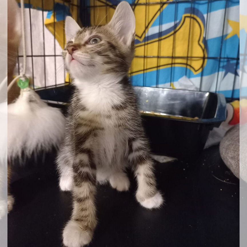Маленький мраморный котенок