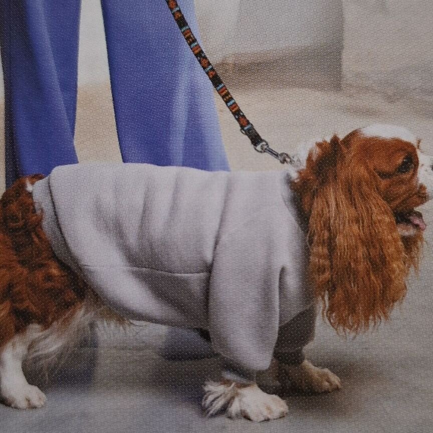 Свитшот для собак