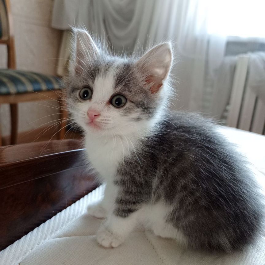 Котенок в добрые руки