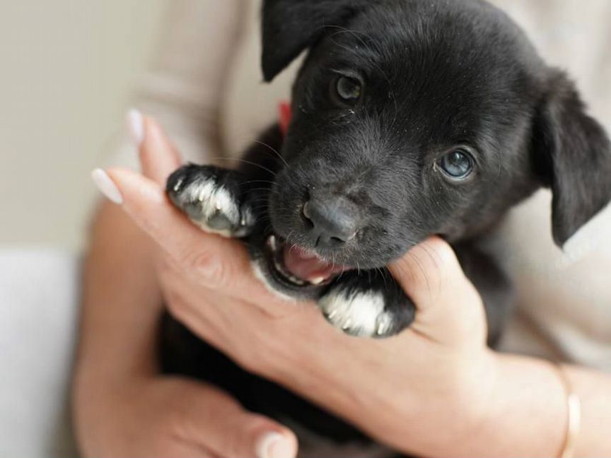 Люся из приюта ищет дом