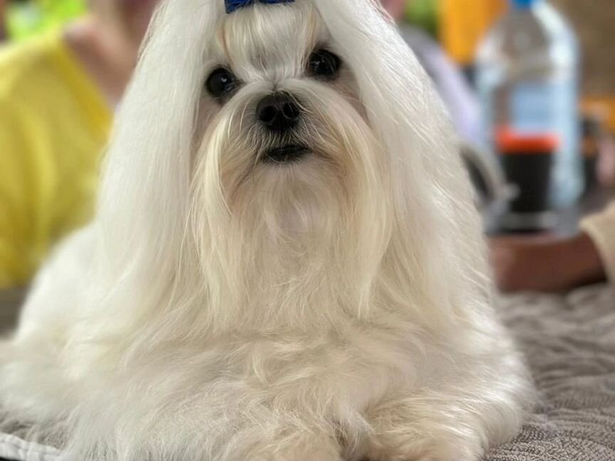 Мальтезе вязка