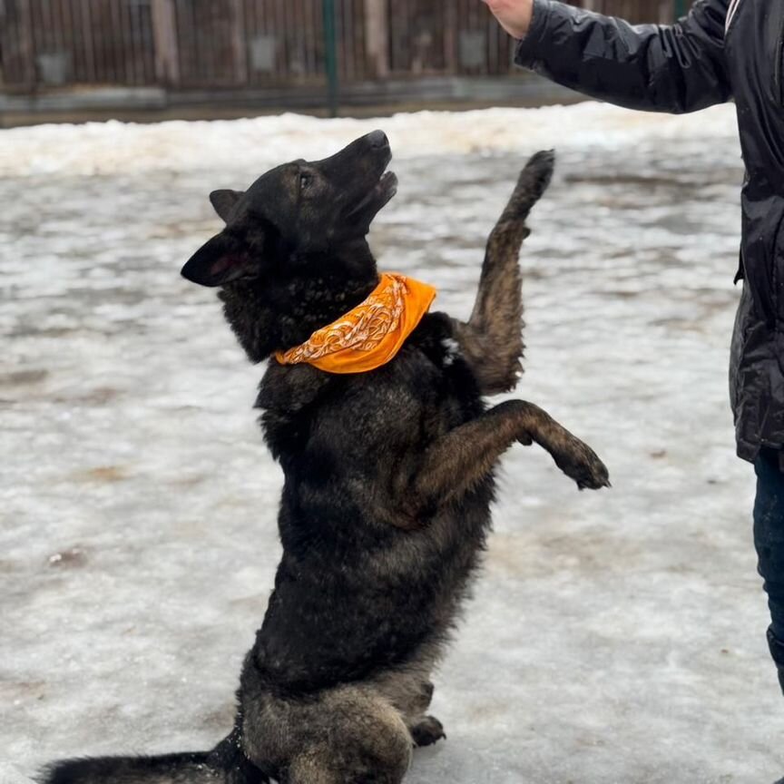 Собака в добрые руки
