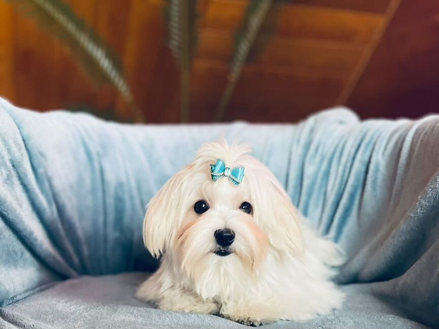 Мальтийская болонка Мальтезе