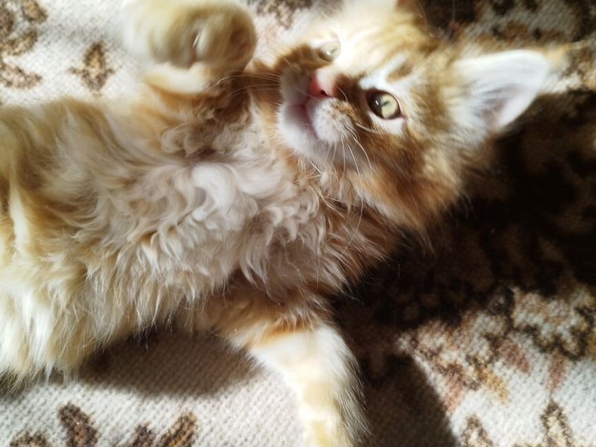 Котёнок Мейн-кун