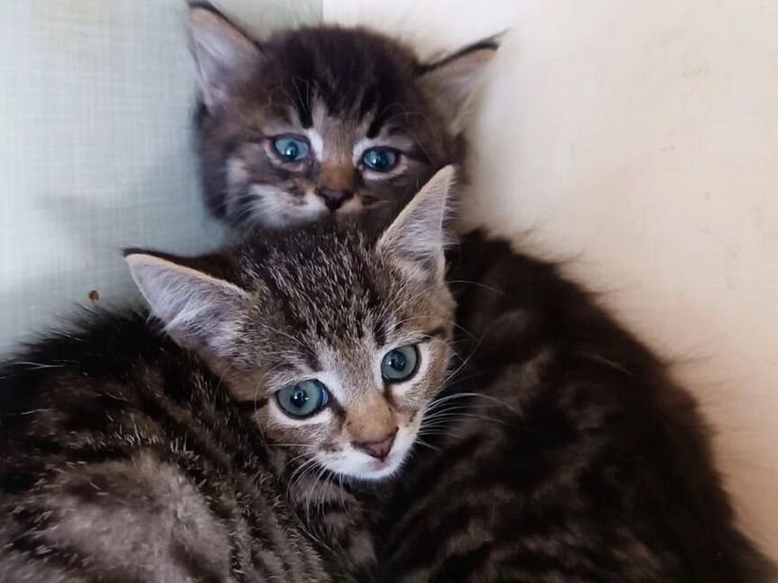 Котята в добрые руки бесплатно