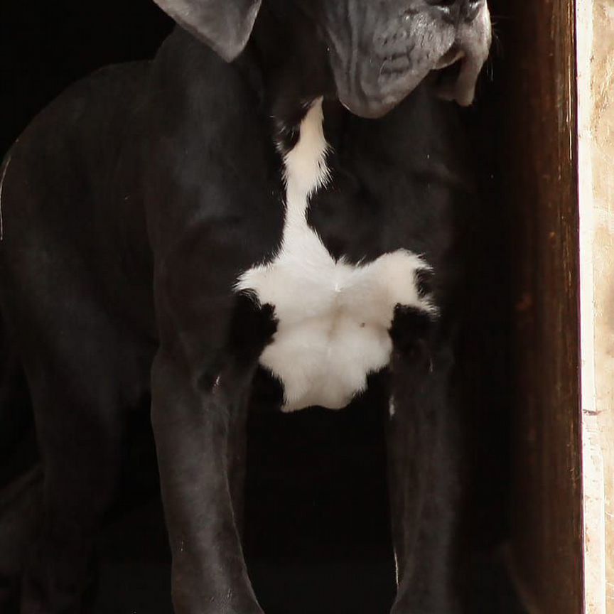 Немецкий дог