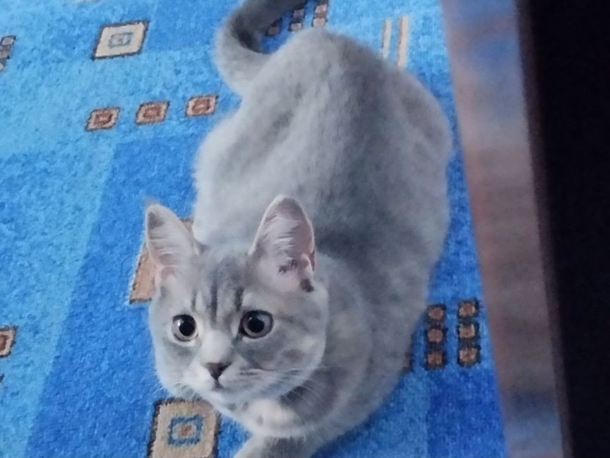 Кот в добрые руки