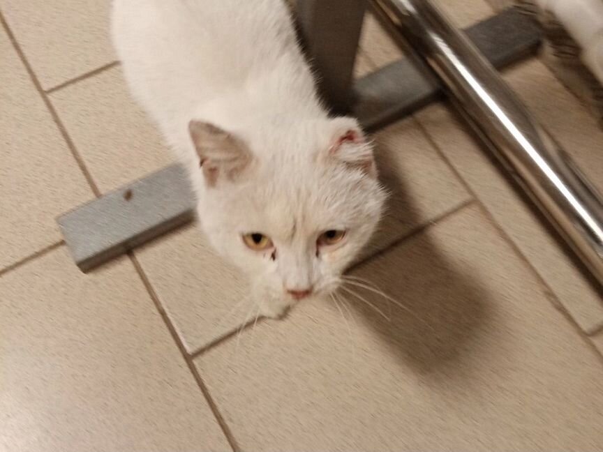 Котик в беде