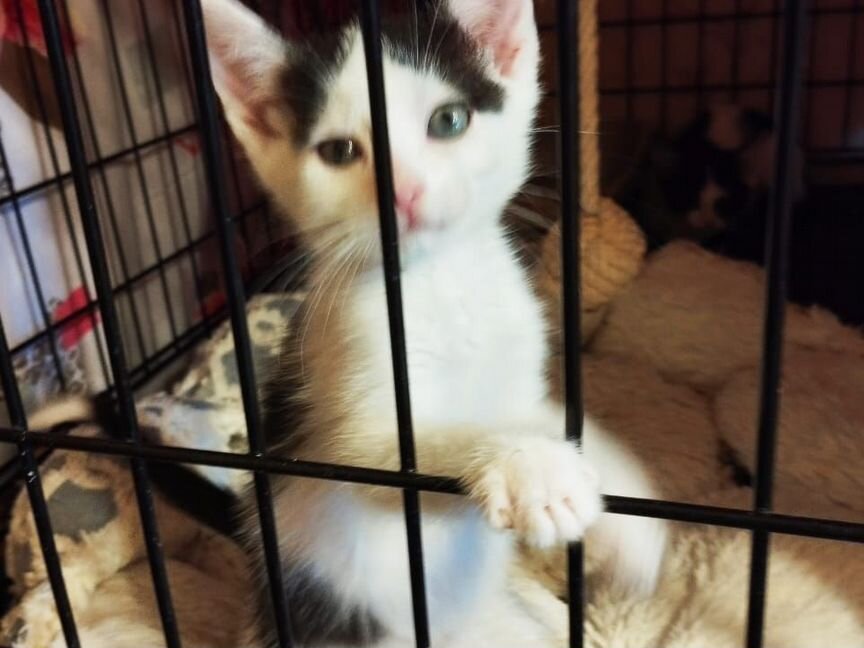 Мурзики в добрые руки