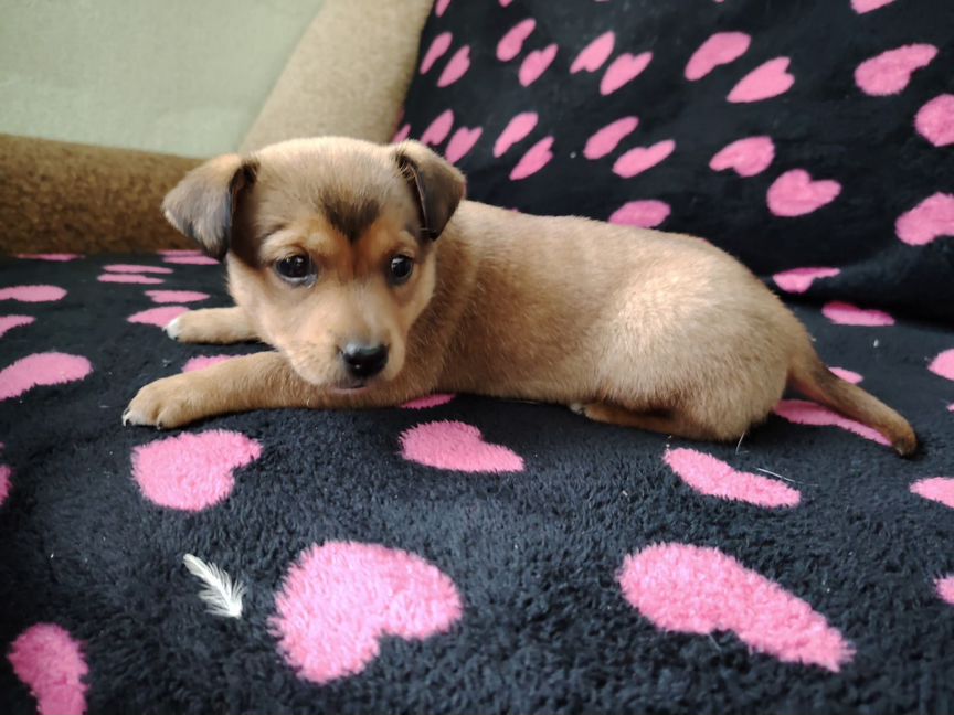 Милашка в добрые руки