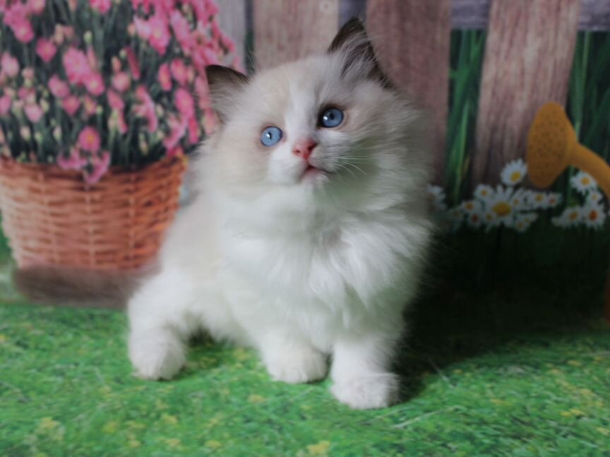Котёнок Рэгдолл. Кошечка