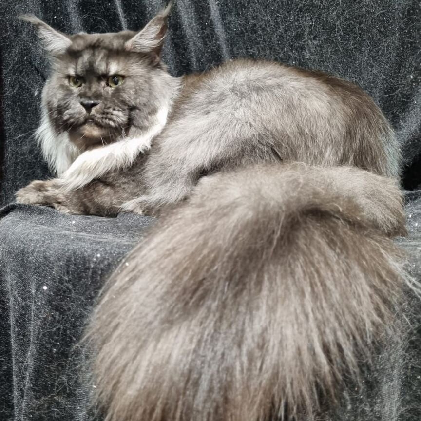 Котята мейн-кун тяжеловес