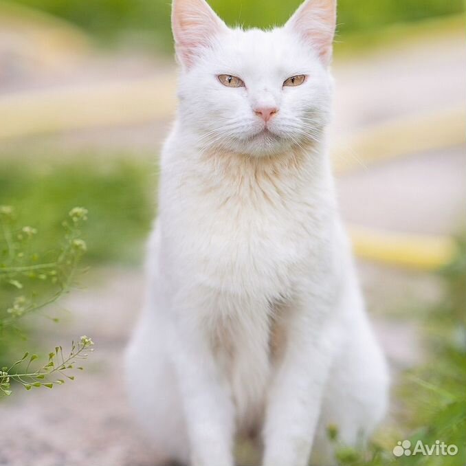 Кошка Белка метис турецкой ангоры