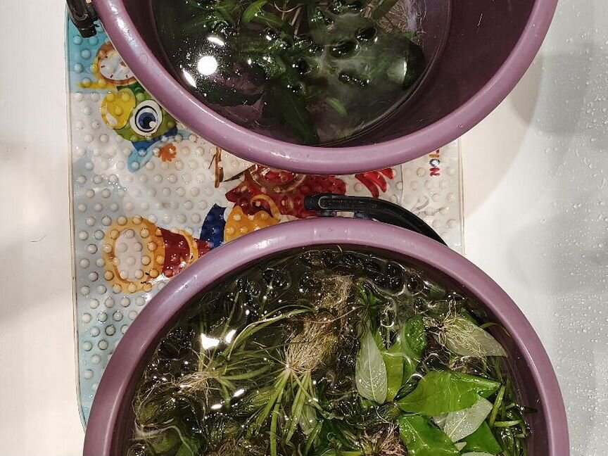 Растения/водоросли для аквариума