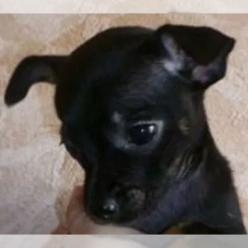 Щенок той-терьера