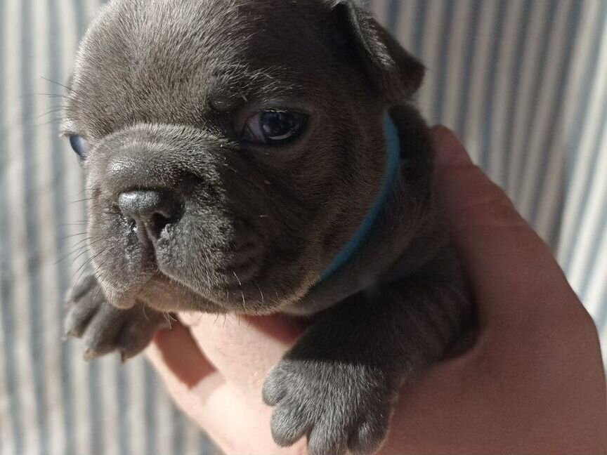 Малыши французского бульдога