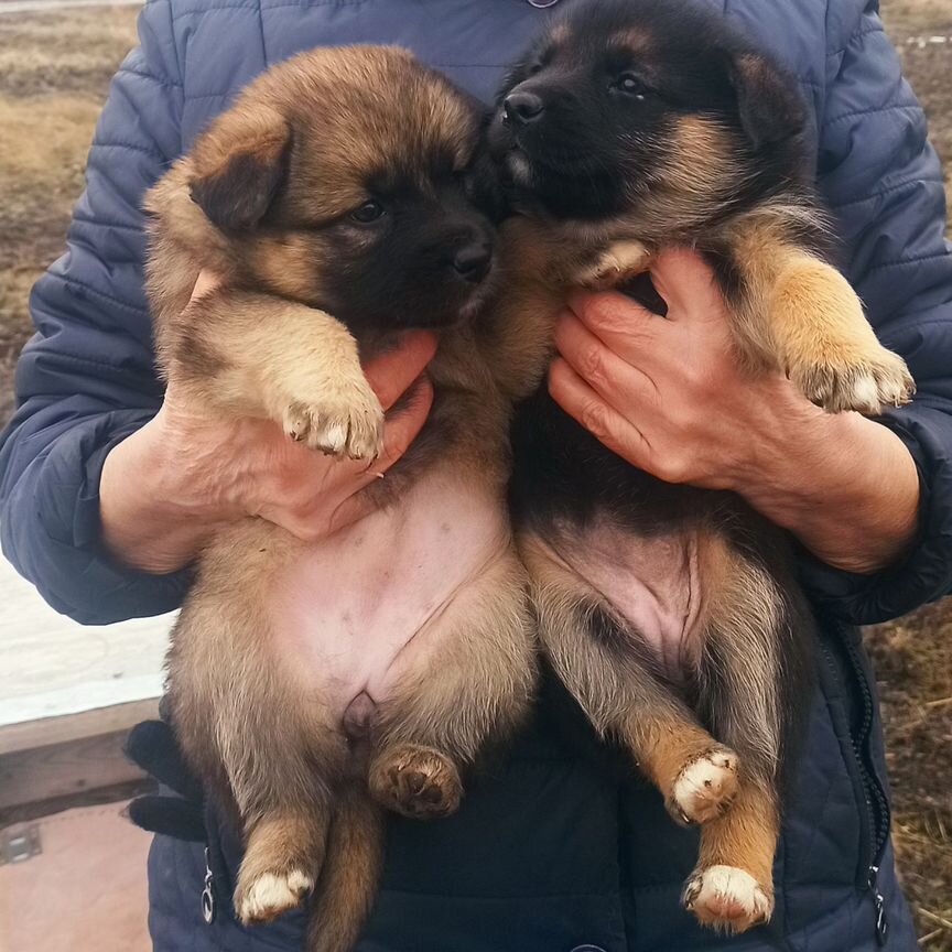 Щенки в добрые руки