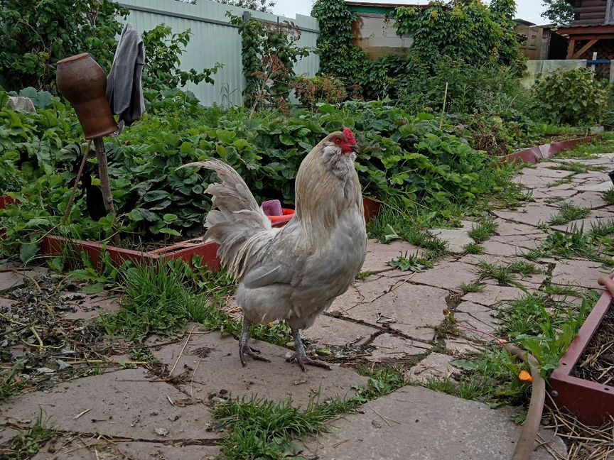 Молодые петухи