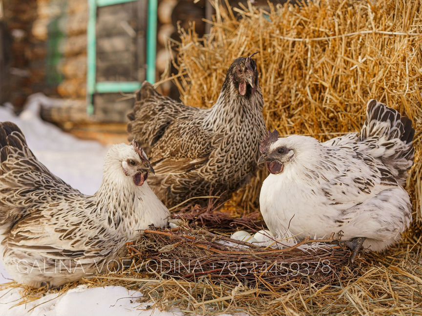 Лакеданзи. Лакендази. Люки. Цыплята
