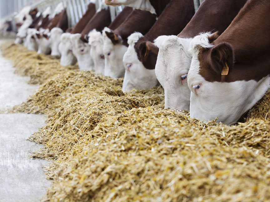 Продам кормосмесь