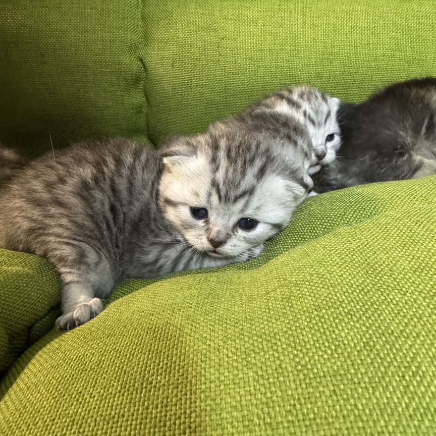 Британские котята