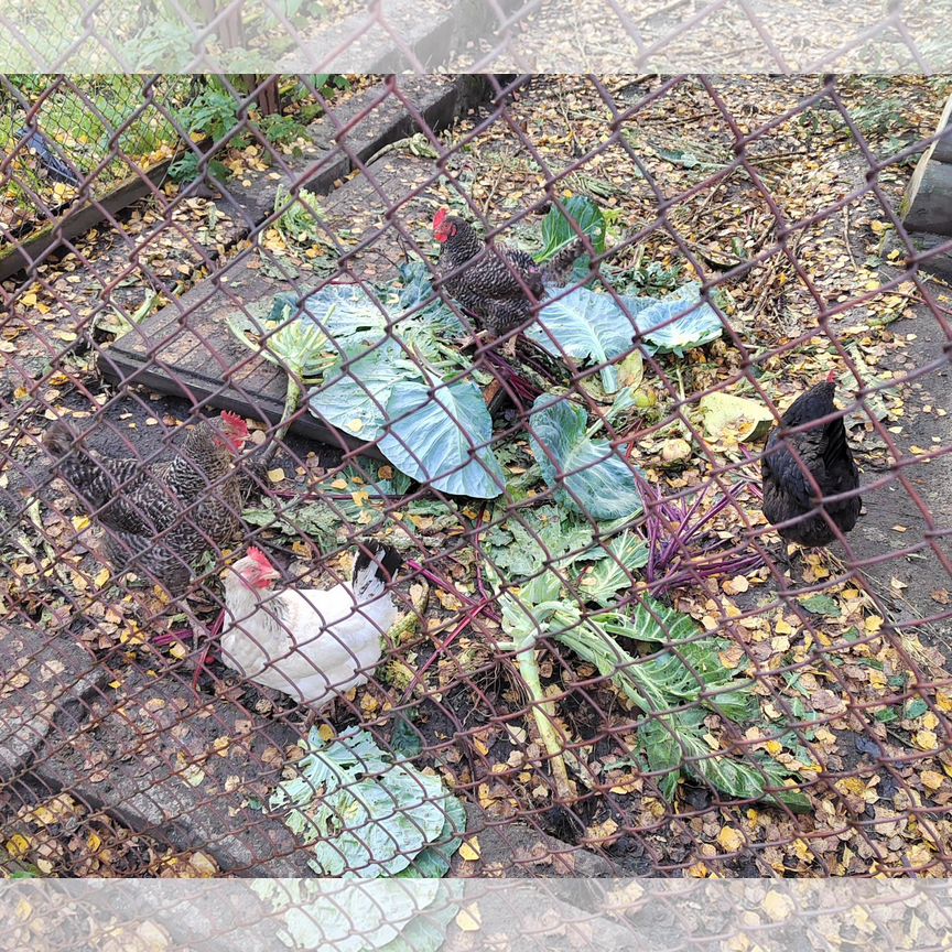Курица домашняя чешский доминант 2 года