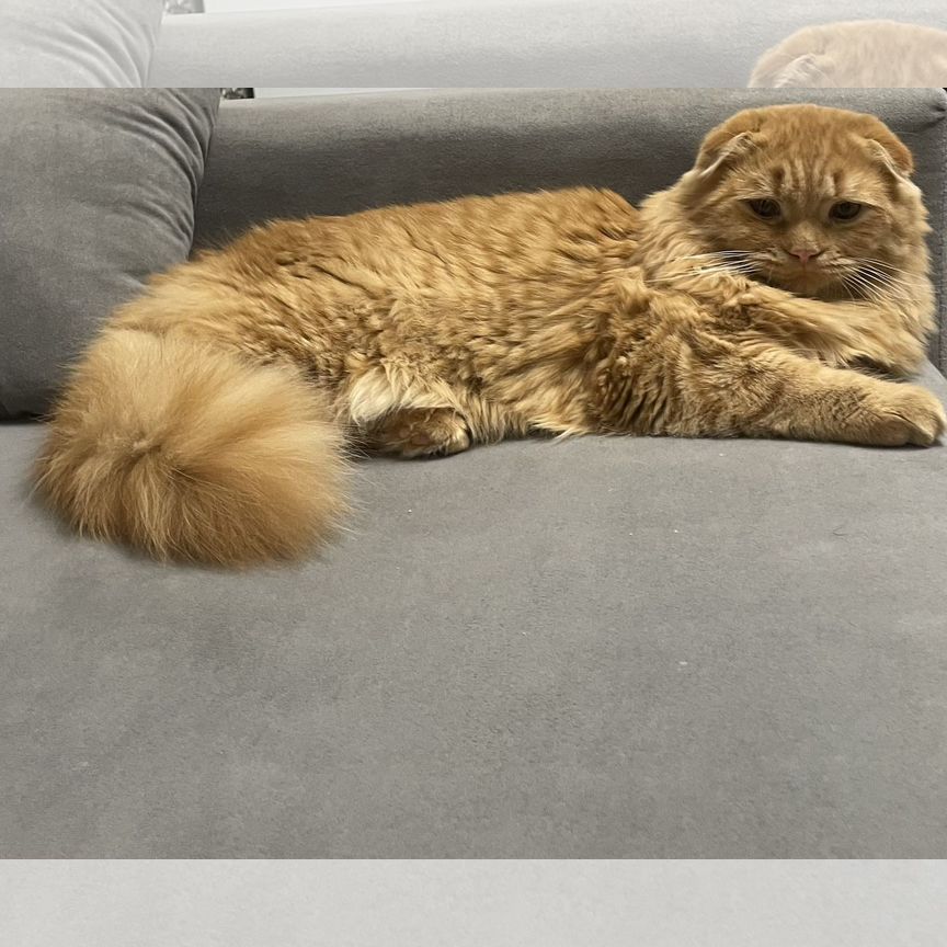 Шотландский вислоухий длинношёрстный котёнок