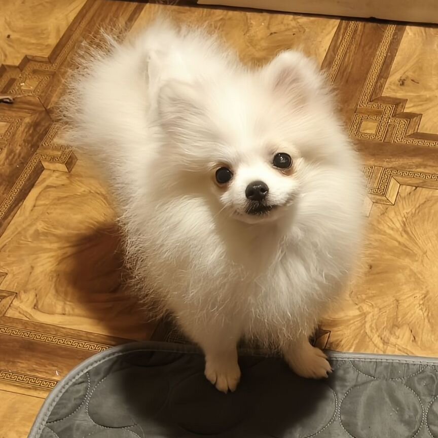 Померанский шпиц, щенок