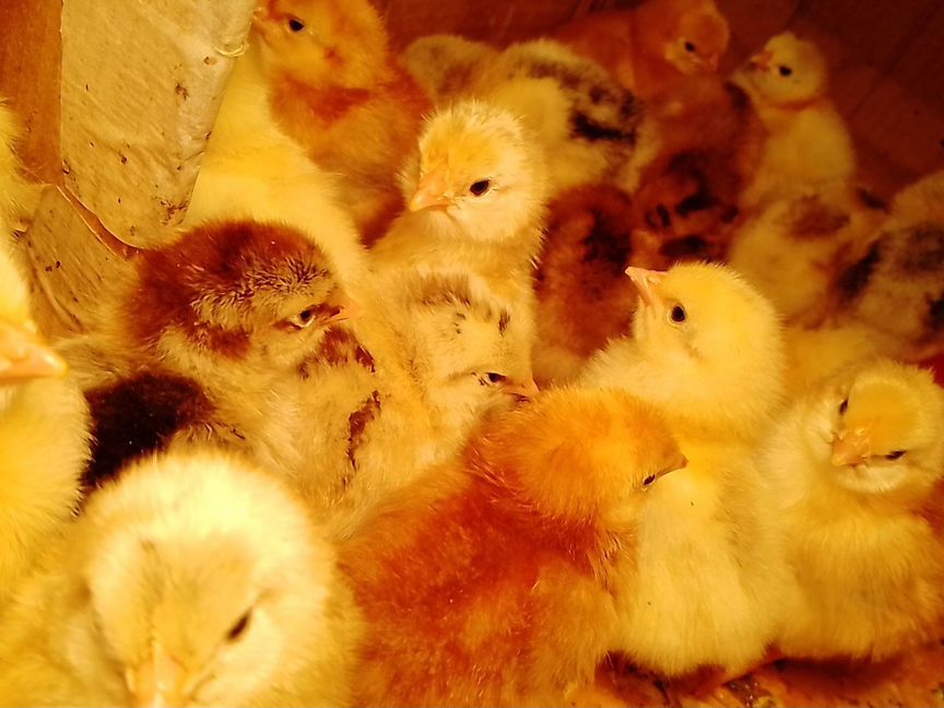 На брони 4 дняЦыплята кур несушек